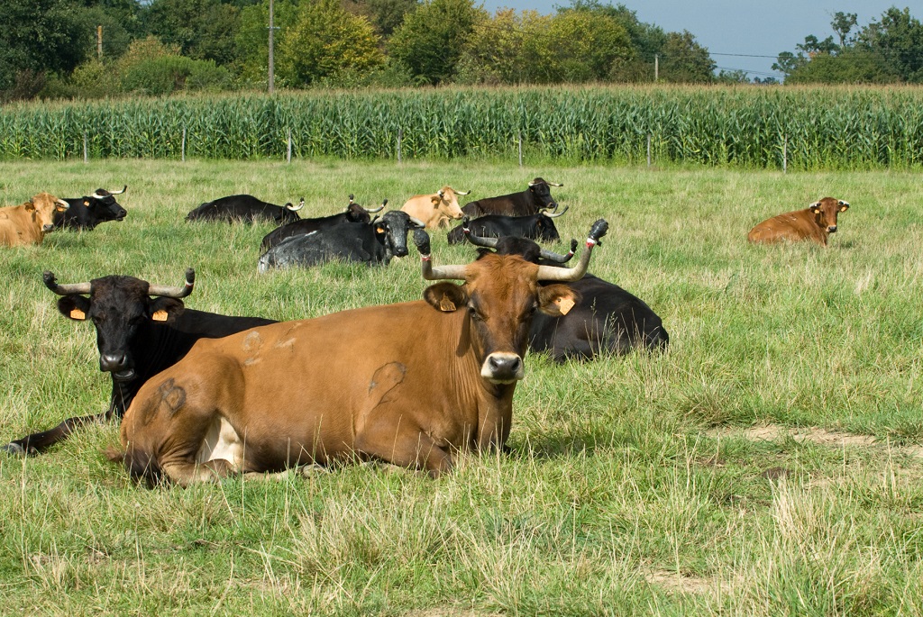 Ganaderia de Maynus - Dax - Tourisme & Thermalisme - Hôtels, Thermes ...